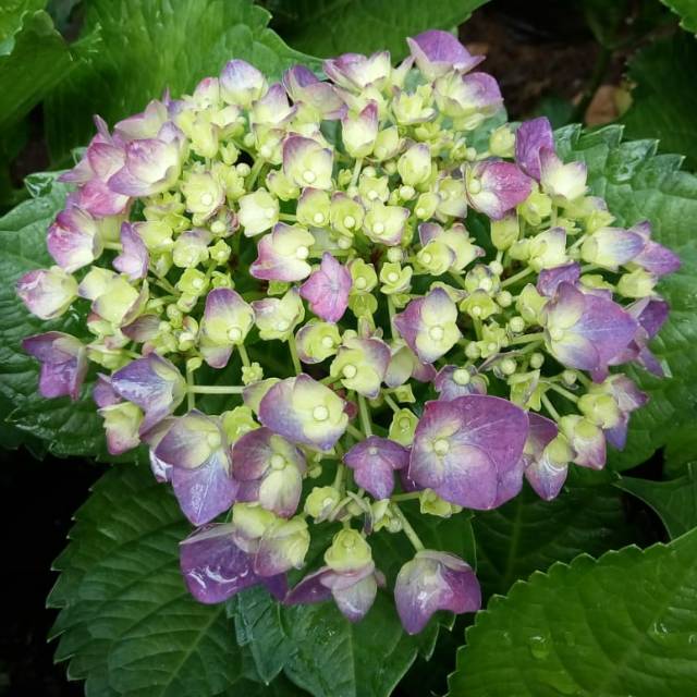 Produk Pancawarna_Flowers | Shopee Indonesia