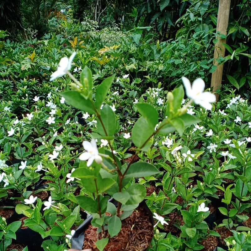 Jual Tanaman Hias Bunga Melati Jasmine - yasmin Indonesia|Shopee Indonesia