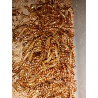 Jual Ulat Jerman Hidup 1000 gram bersih (1kg) | Shopee Indonesia