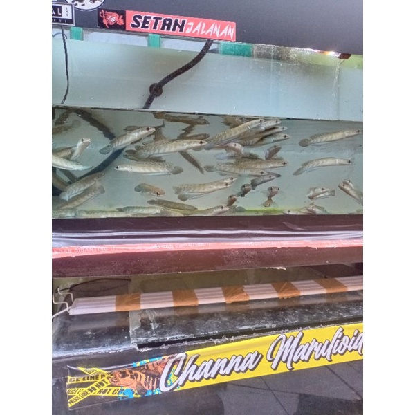 Jual maru Riau size 12-13cm | Shopee Indonesia