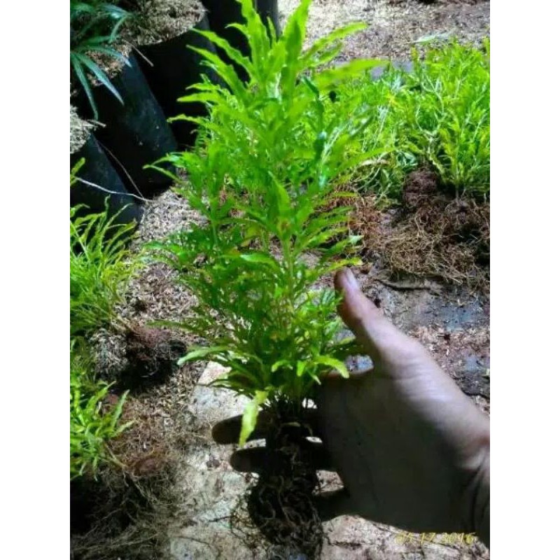 Jual Tanaman hias brokoli kuning - pohon brokoli daun kuning | Shopee ...