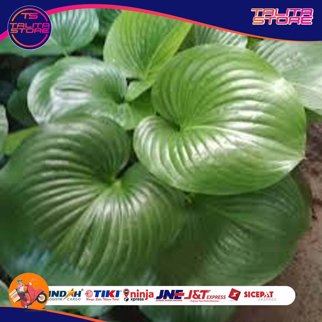 Jual Hosta Plantaginea Green LANGKA Tanaman Hias | Shopee Indonesia