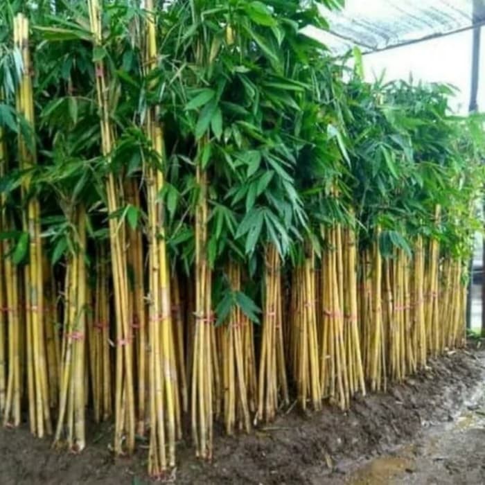 Jual tanaman hias bambu panda 1 Rumpun (2-3 Btg) - pohon bambu kuning ...