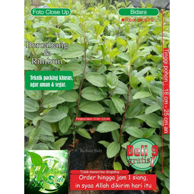 Jual paket isi 9 pohon gratis 1 pohon pohon bidara arab rimbun berduri ...