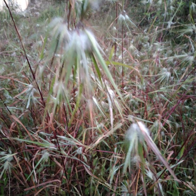 Jual Rumput Merakan atau rumput bujangan 250 gram | Shopee Indonesia