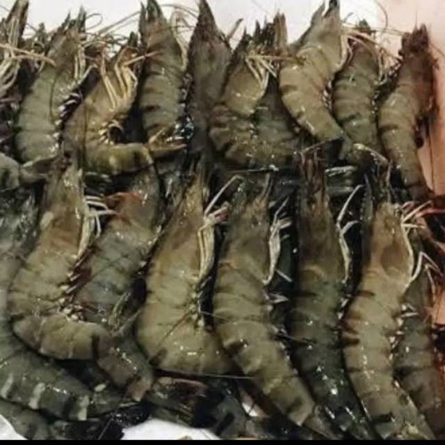 udang tiger udang pancet udang windu udang segar 1,5 kg | Shopee Indonesia