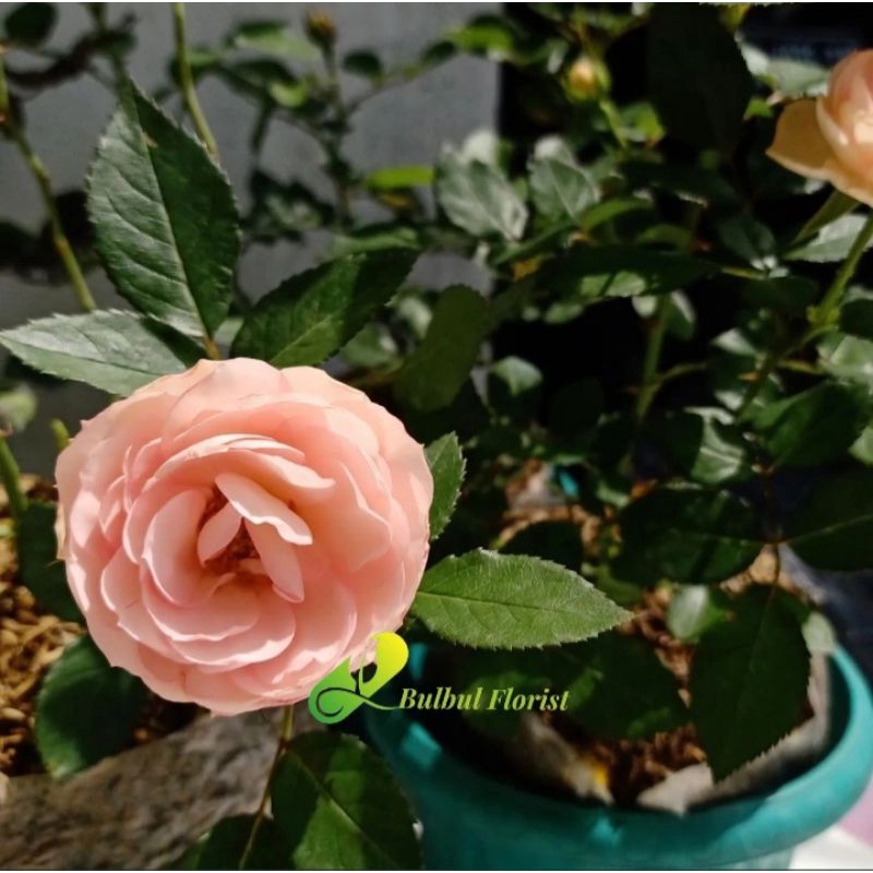 Jual Tanaman Bunga Mawar Salem / Peace | Shopee Indonesia