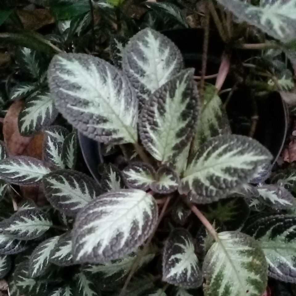 Jual Tanaman Hias Gantung Bunga Epicia Coklat Silver - Beludru | Shopee ...