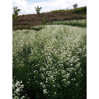 Jual bunga pikok , bunga dekorasi pikok putih , pikok ungu , pikok ...