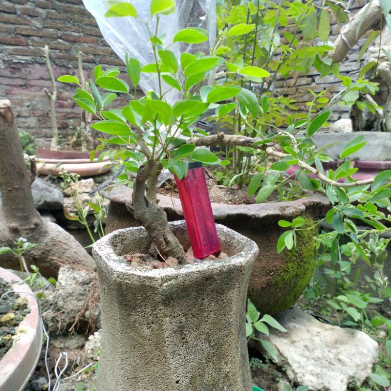 Jual Tanaman Asem Londo / Asem Belanda untuk style air terjun / semi ...