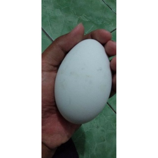 Jual Telur angsa / telur soang fresh | Shopee Indonesia