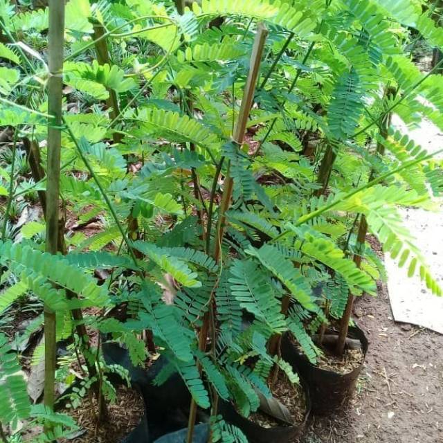 Jual Tanaman saga herbal - pohon saga Indonesia|Shopee Indonesia