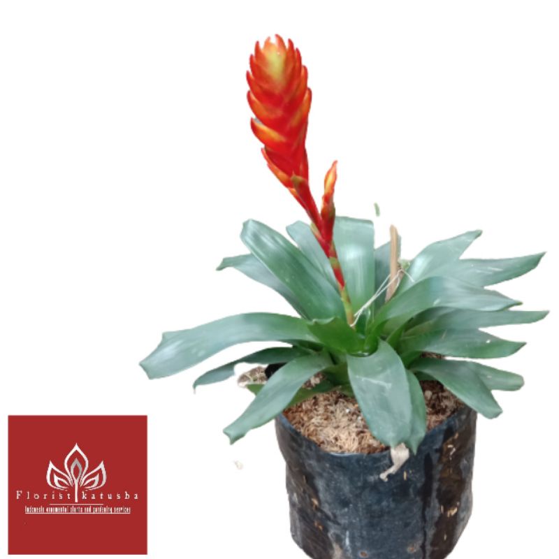 Jual tanaman Bromelia Vriesea splendens ( bunga awet sampai 4 bulan ...
