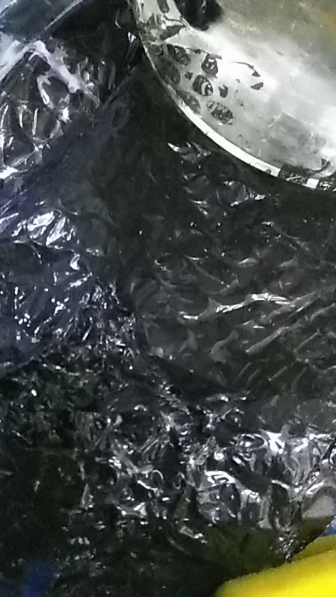 Cacing sutra / cacing rambut / pakan untuk makanan ikan hias | Shopee ...