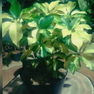 Jual tanaman hias walisongo variegata - walisongo daun besar | Shopee ...