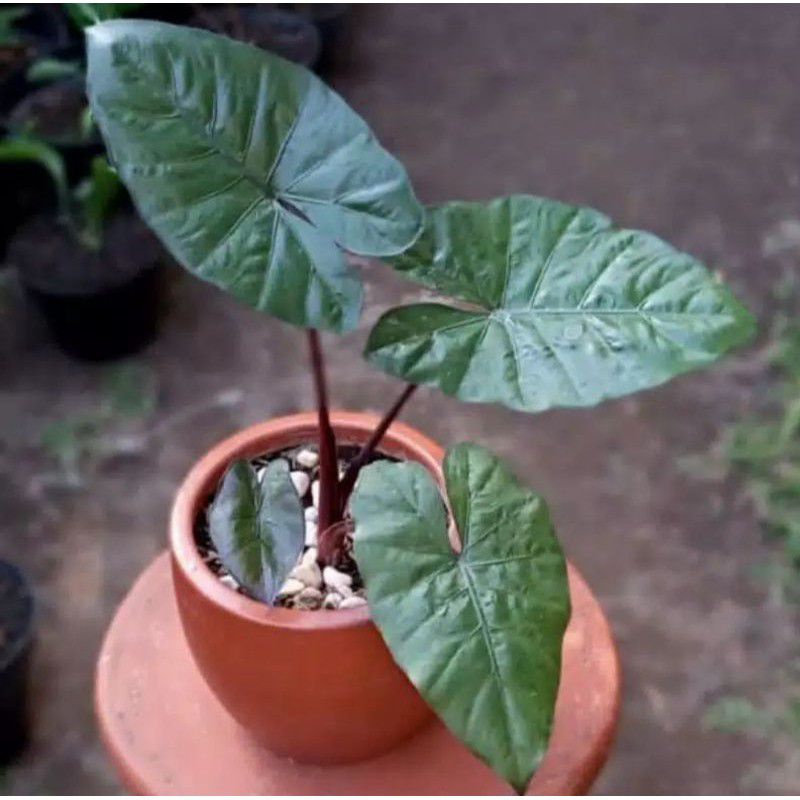Jual alocasia sente hitam/talas hitam local | Shopee Indonesia