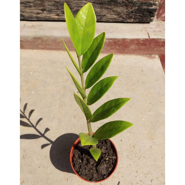 Jual tanaman hias Zamia Dollar dalam pot 8cm | Shopee Indonesia