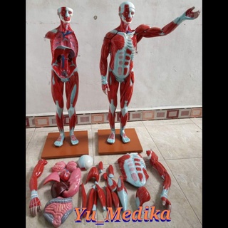 Jual Alat Peraga Manusia Otot / Human Skeleton |Phantom|Anatomi|Manekin ...