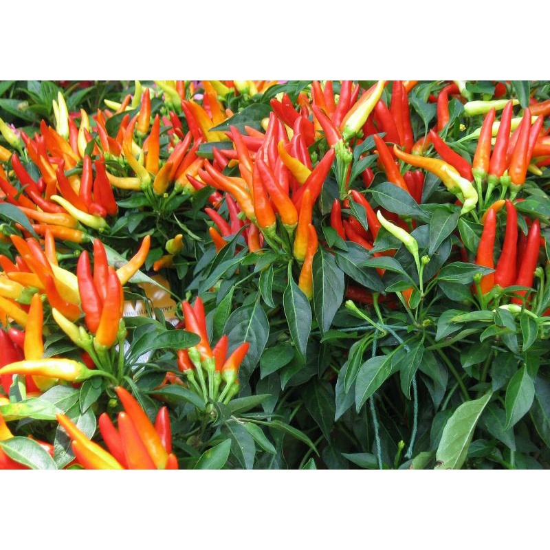 Jual Benih rawit domba (isi 30 biji) | Shopee Indonesia