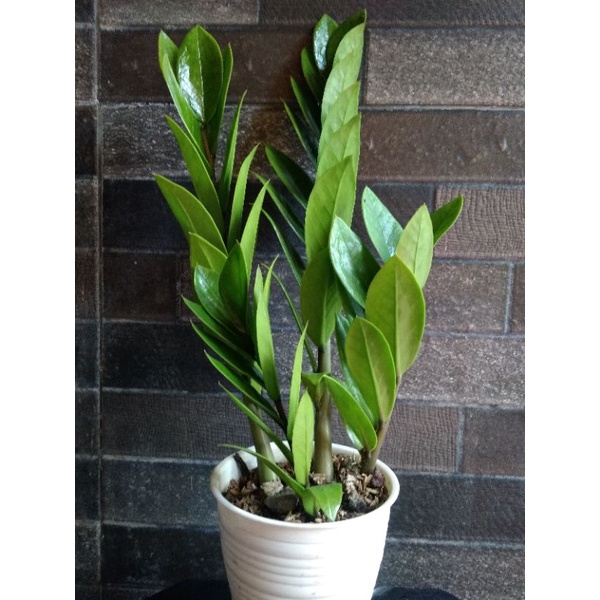 Jual Tanaman Hias Dolar Zamia/Pohon Dolar Zamia (isi 2 batang) | Shopee ...