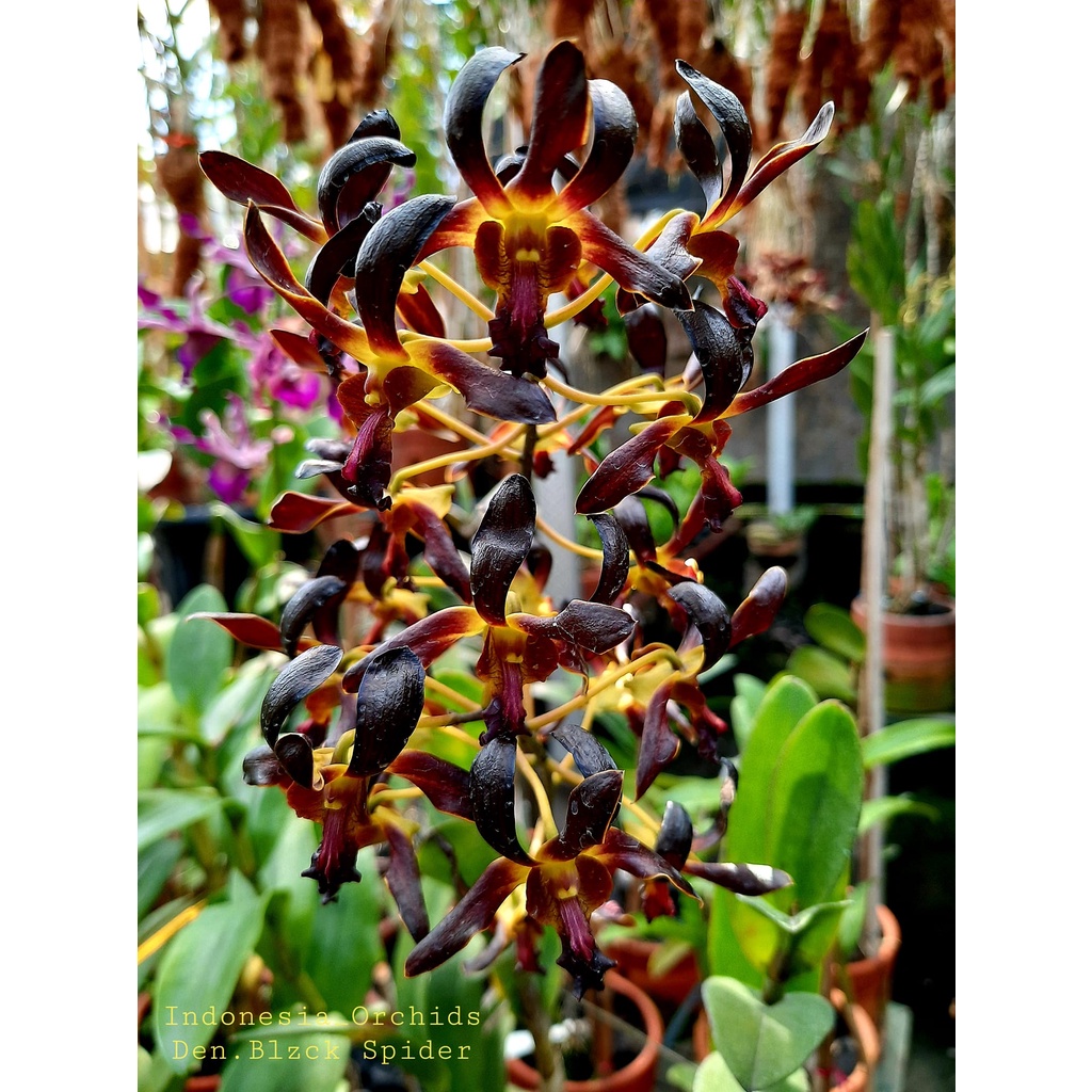 Jual Anggrek Dendrobium Blackspider | Shopee Indonesia