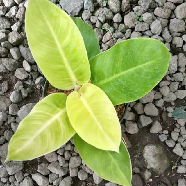 Philo mini moonlight | Shopee Indonesia