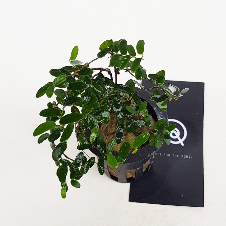 Jual Ficus sp 'Panama' - Tanaman mini for Paludarium Vivarium Terrarium ...