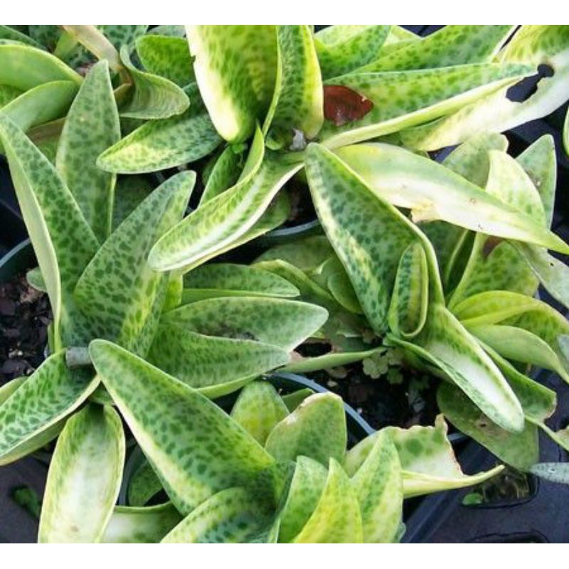 Jual TANAMAN HIAS LIDAH KATAK DRIMIOPSIS KIRKII | Shopee Indonesia