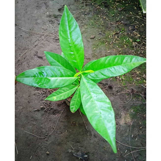 Jual Bibit Tanaman Pohon Salam Bibit Tanaman Daun Salam | Shopee Indonesia