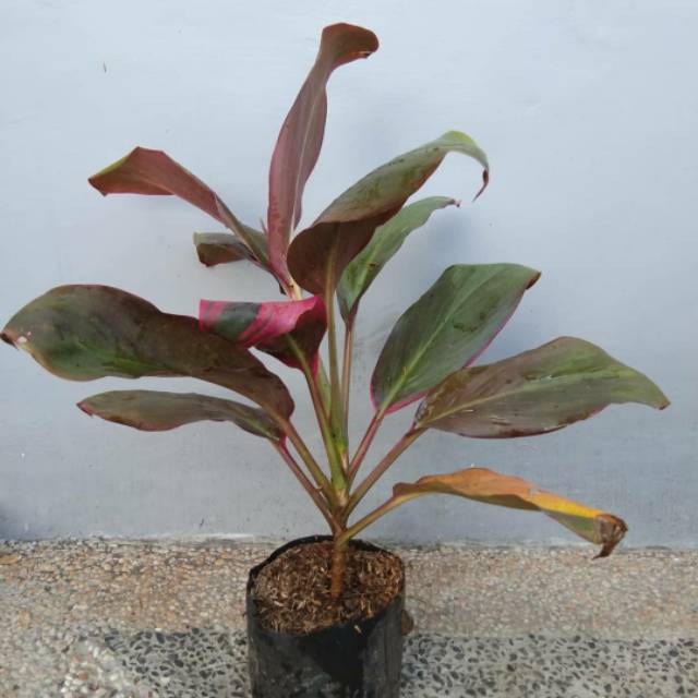 Jual Tanaman Bunga Andong | Shopee Indonesia