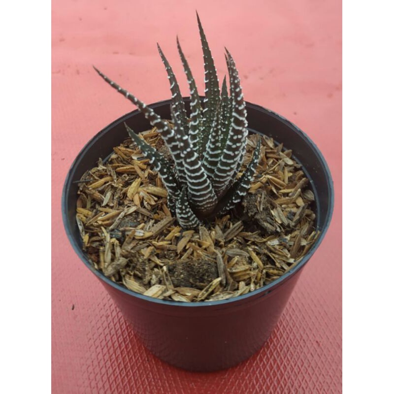 Jual Tanaman sukulen Haworthia zebra cantik | Shopee Indonesia