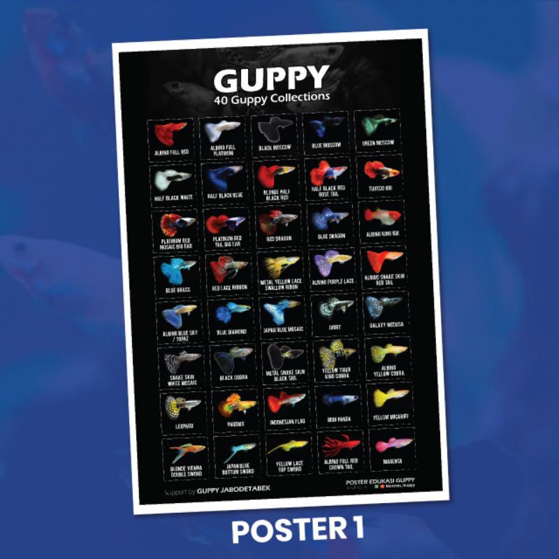Jual Poster Edukasi Ikan Guppy (1) | 40 Jenis Guppy Indonesia|Shopee ...