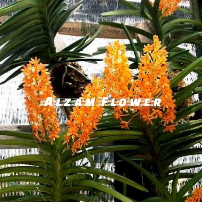 Jual Anggrek Vanda mini | Shopee Indonesia