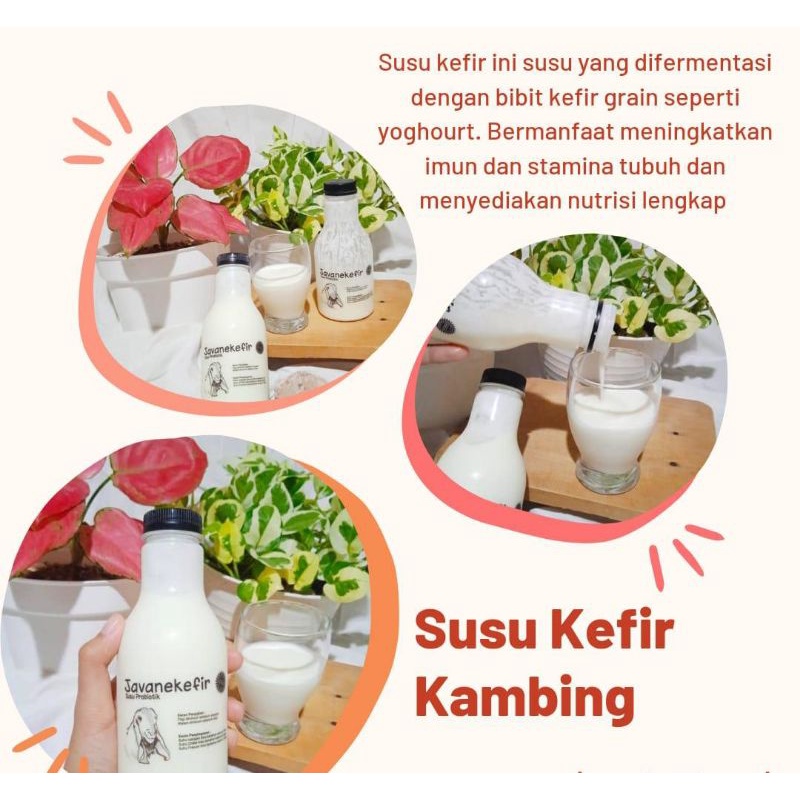 Jual Kefir Susu Ruang PO 500ml | Shopee Indonesia