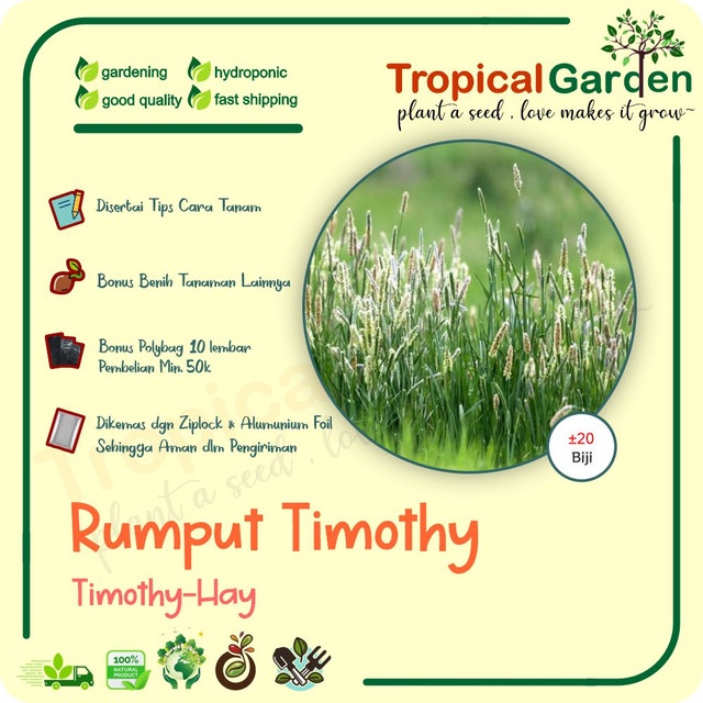 Jual Tropical Garden Benih Biji Rumput Timothy Hay Timothy Grass COD ...