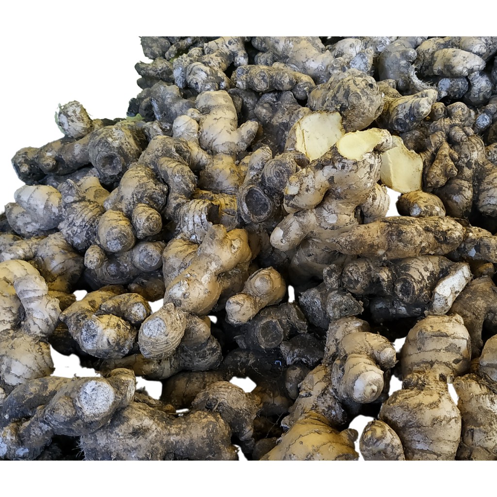 Jual Lempuyang Gajah Segar 500gr (Zingiber zerumbet. L) | Shopee Indonesia