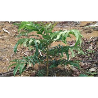 Jual bibit pohon sungkai | Shopee Indonesia