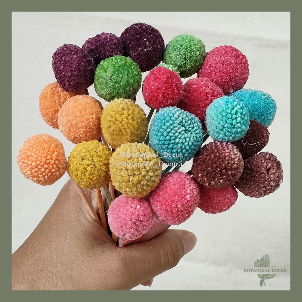 Jual Dried Flower Billy Button Bunga Craspedia Globosa Benth Bunga ...