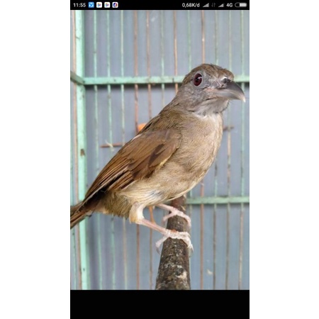 Jual BURUNG KAPAS TEMBAK RAWATAN MULUS NO CACAT | Shopee Indonesia