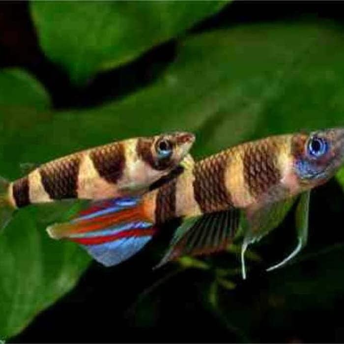 Harga Killifish Terbaru Juni 2024 |BigGo Indonesia