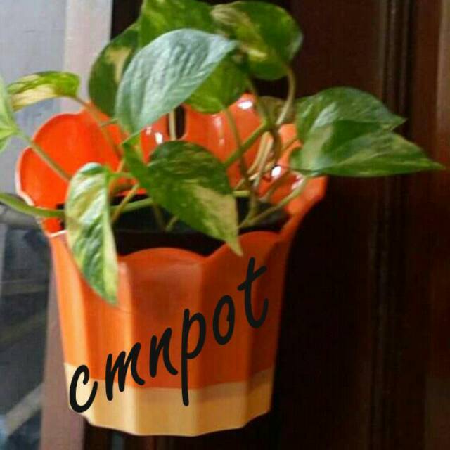 Jual Pot Dinding atau Pot Tembok Lavender | Shopee Indonesia