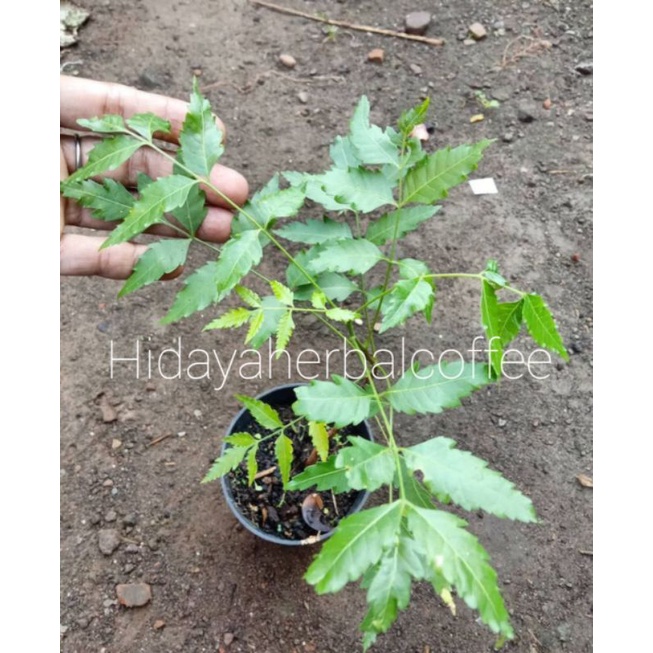 Jual Bibit Tanaman Daun Mimba - Pohon Mimba | Shopee Indonesia
