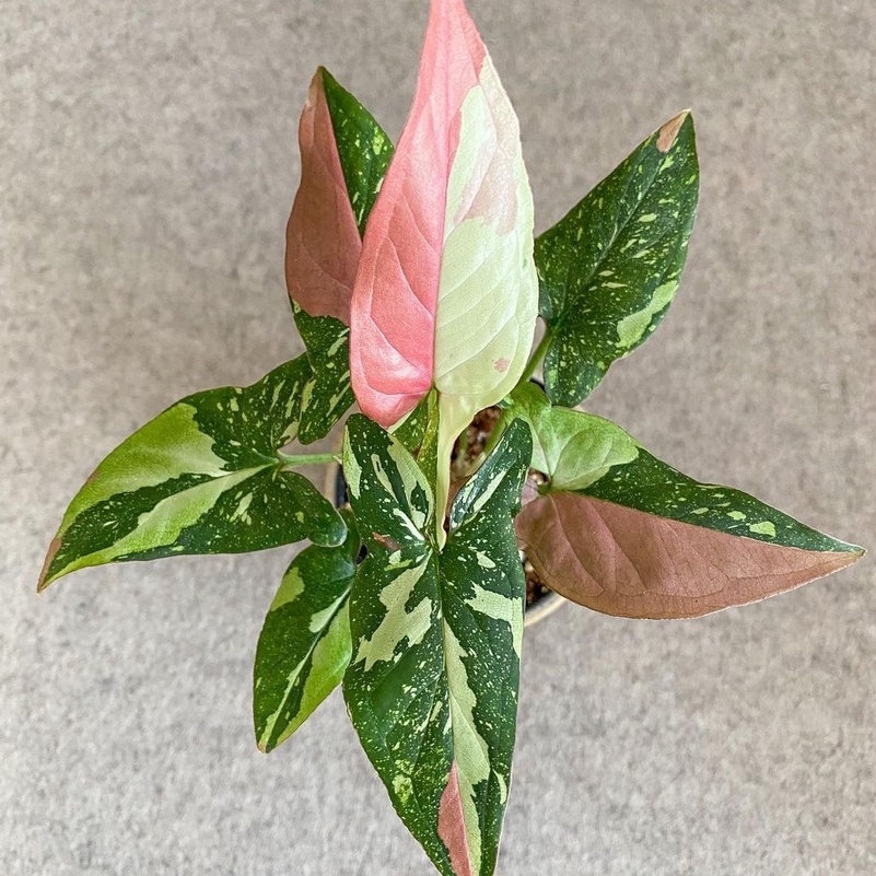 Jual Syngonium Red Spot Tricolor Singonium Tanaman Syngonium Anakan ...