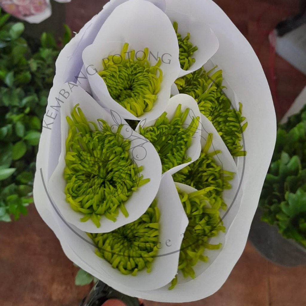 Jual Bunga Krisan potong / segar Warna HIJAU Per Ikat 10 Batang Murah ...