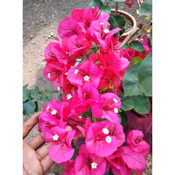 Jual bougenville kaki itik bibit(sambung) | Shopee Indonesia