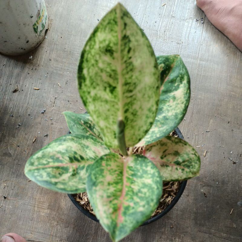 Jual bunga aglaonema ayu | Shopee Indonesia