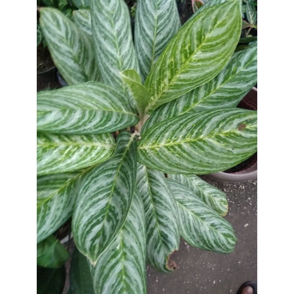 Jual tanaman hias Aglonema morfox,,/ batang putih morfox | Shopee Indonesia