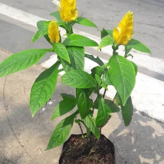 Jual Pohon Bunga Lollipop - Tanaman Hias Pohon Lolipop Bunga Kuning ...