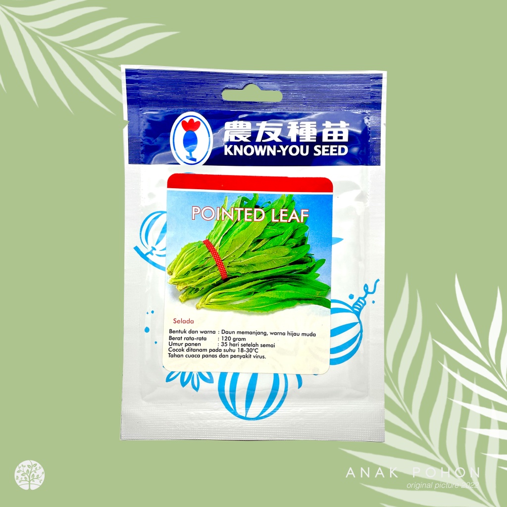 Jual (1 PACK) Benih Selada Siomak Wangi Pointed Leaf Sword Lettuce - Known You Seed KYS - 10 ...