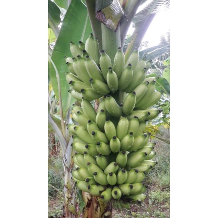 Jual Bibit pisang muli / barlin / morlin / pisang lemak manis / pisang ...